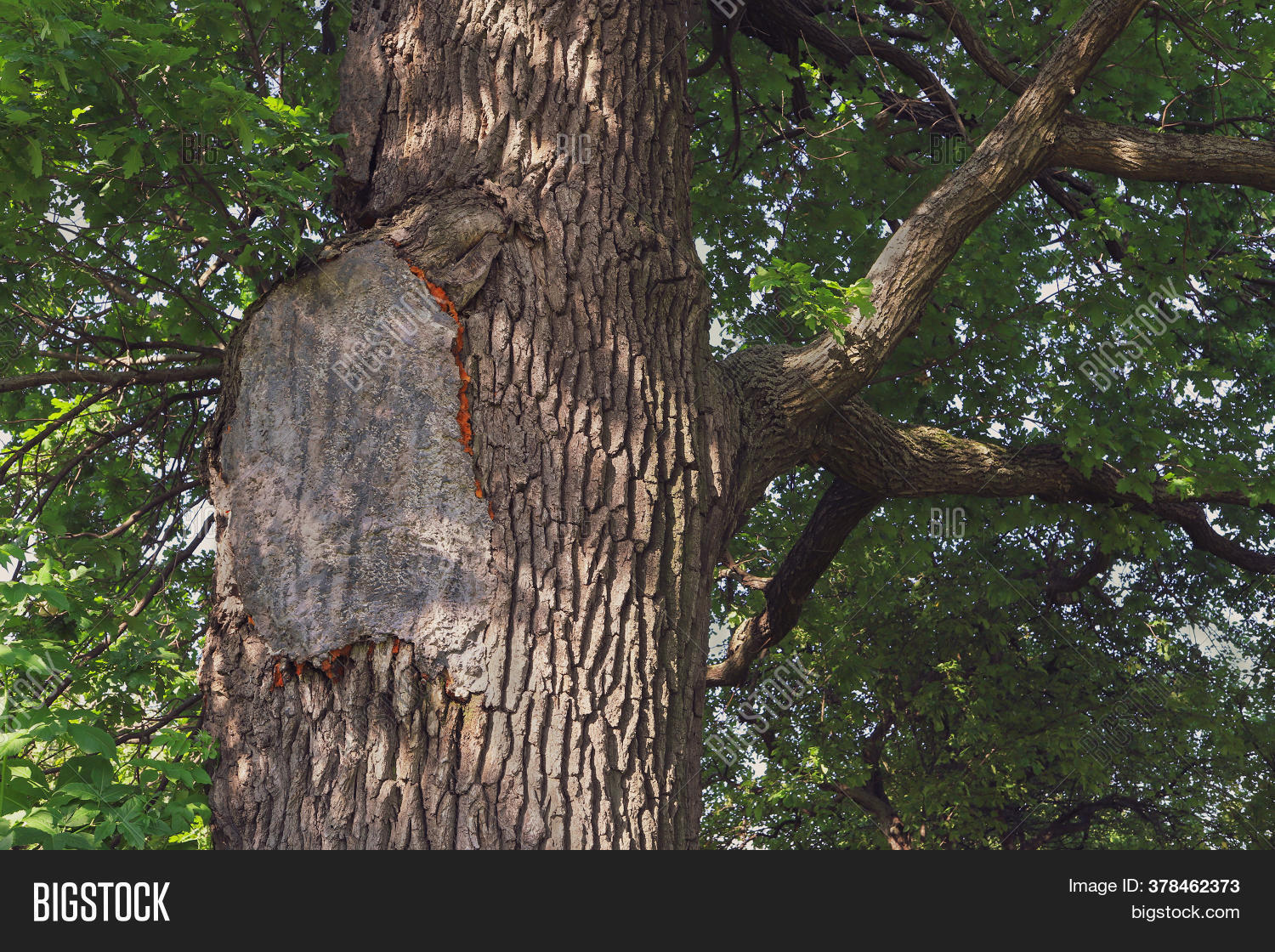 Damaged Old Oak Tree Image & Photo (Free Trial) | Bigstock