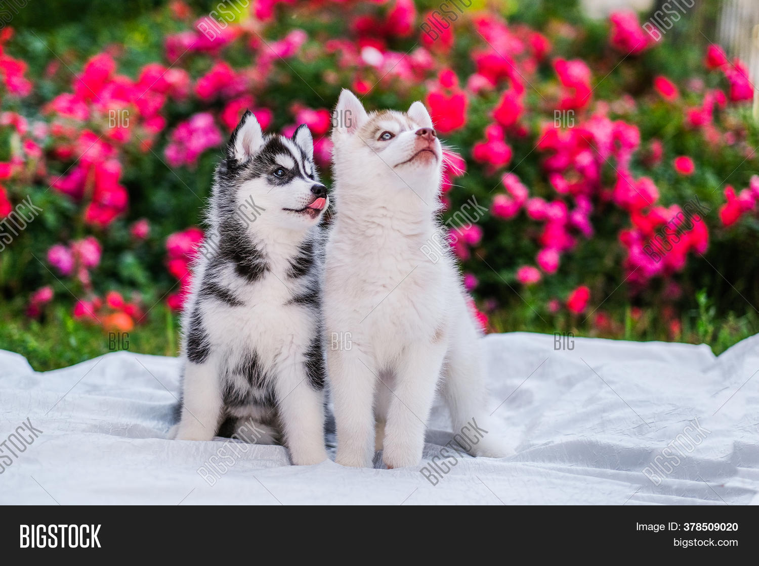 Happy Siberian Husky Image & Photo (Free Trial) | Bigstock