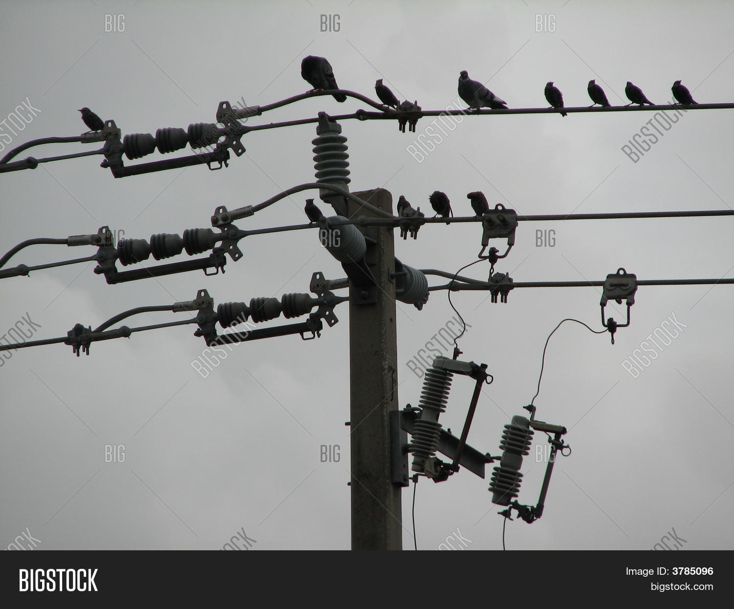 Birds Wire Electricity Image & Photo (Free Trial) | Bigstock
