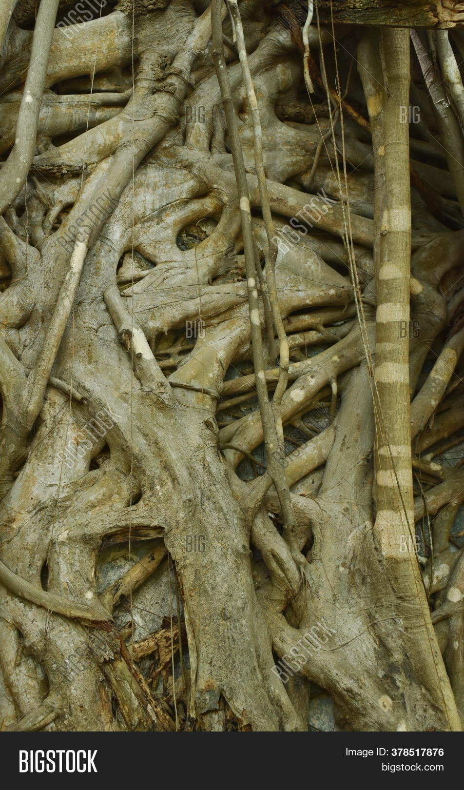 Bodhi Tree Trunk Root Image & Photo (Free Trial) | Bigstock