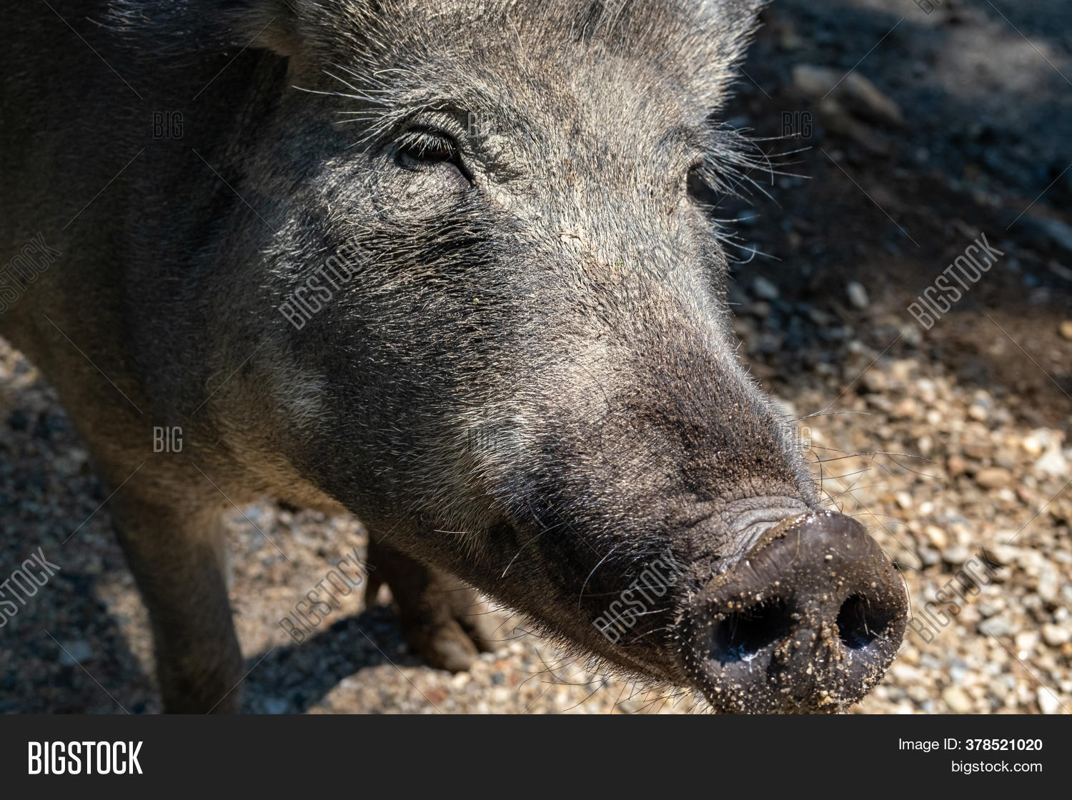 Face Wild Boar, Pig Image & Photo (Free Trial) | Bigstock