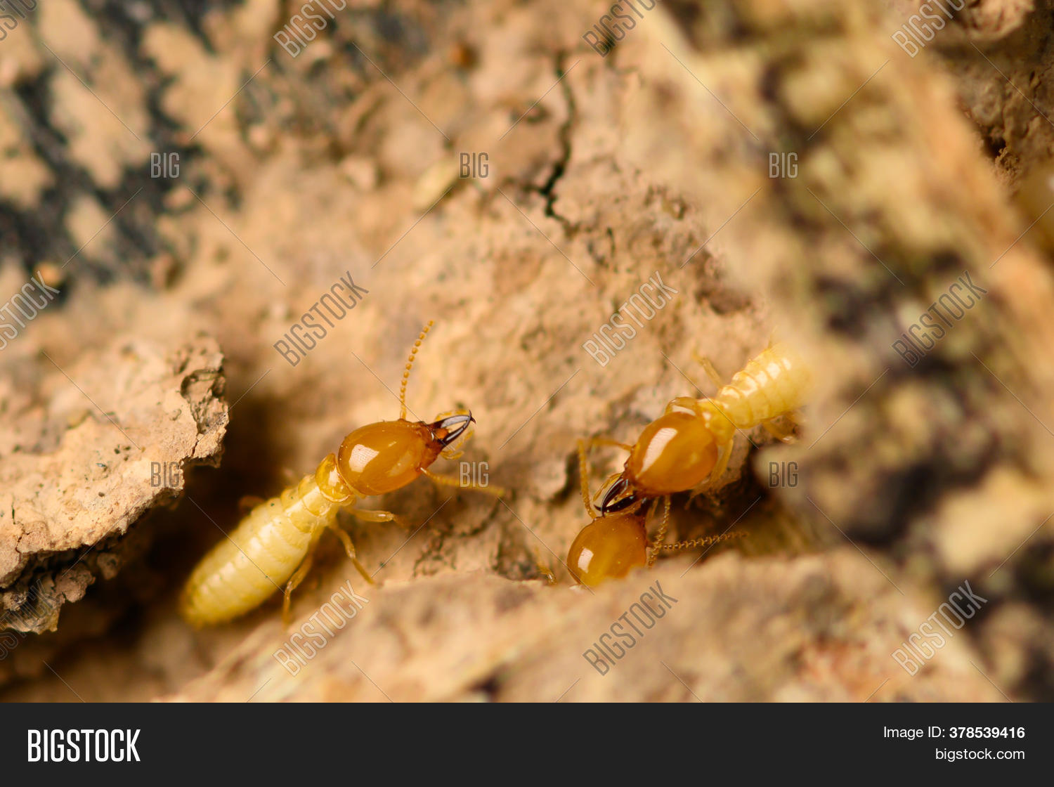 Close Focus Small Image & Photo (Free Trial) | Bigstock