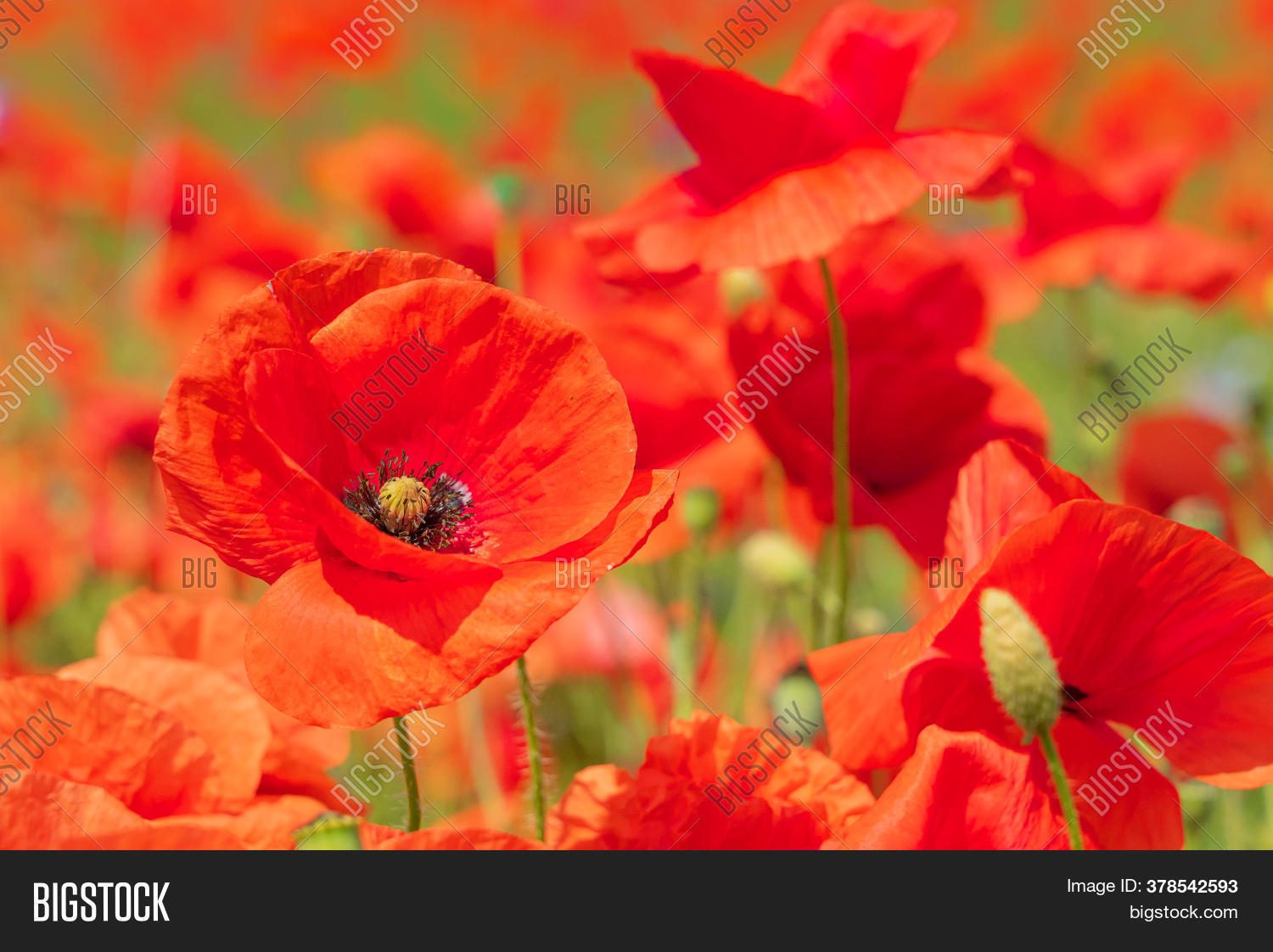 Closeup Poppy Flowers Image & Photo (Free Trial) | Bigstock