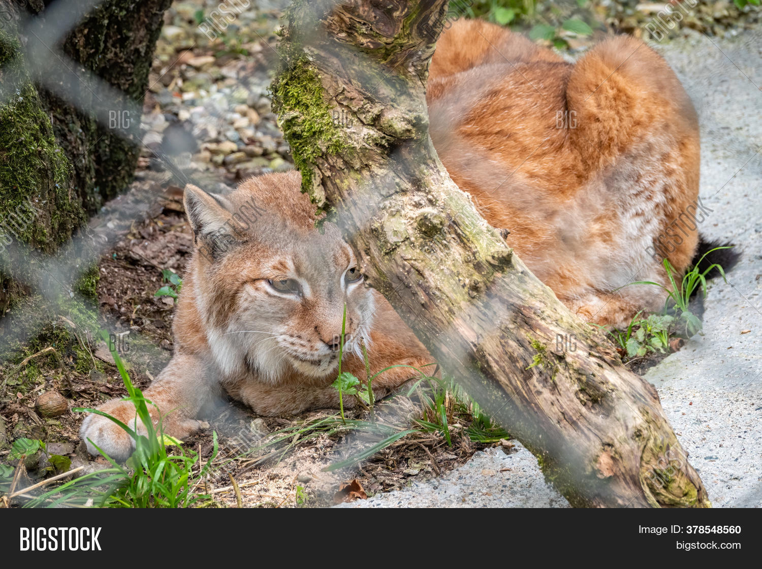 Eurasian Lynx Resting Image & Photo (Free Trial) | Bigstock