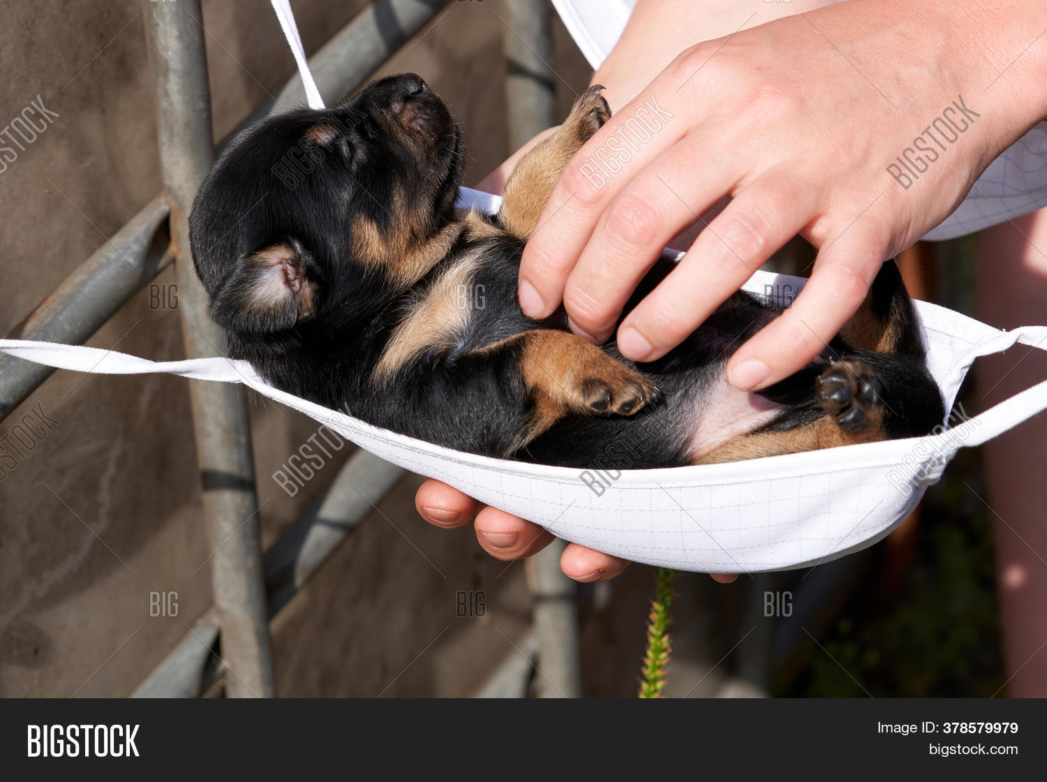 Jack Russell Terrier Image & Photo (Free Trial) | Bigstock