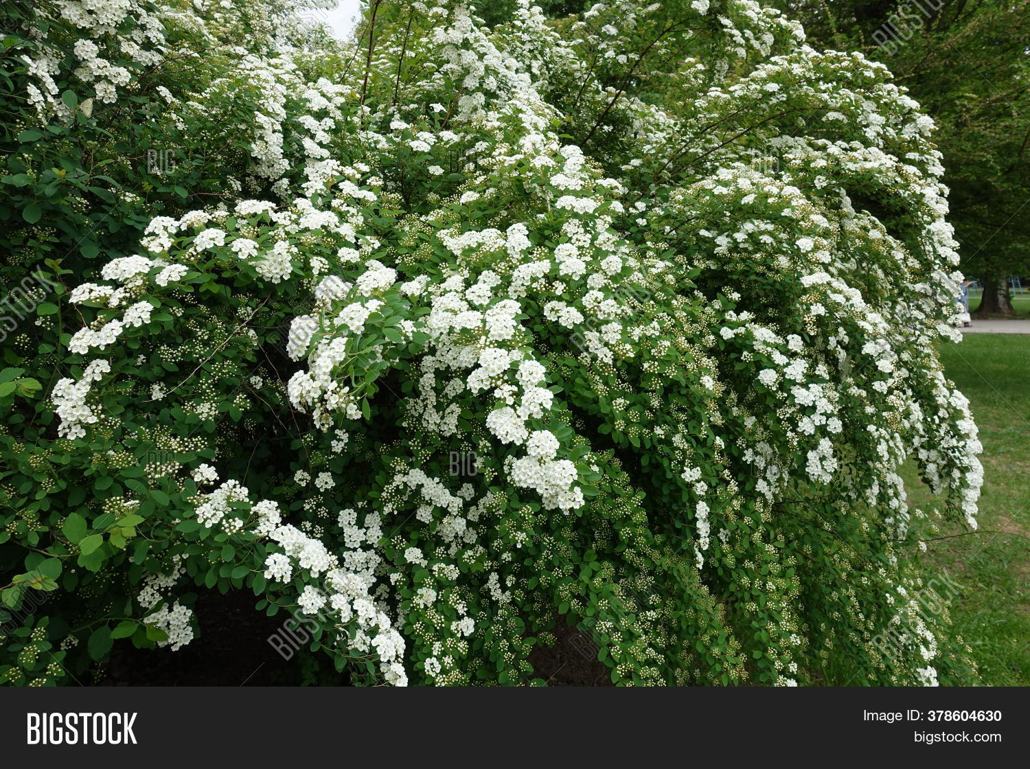 Curved Branches Image & Photo (Free Trial) | Bigstock