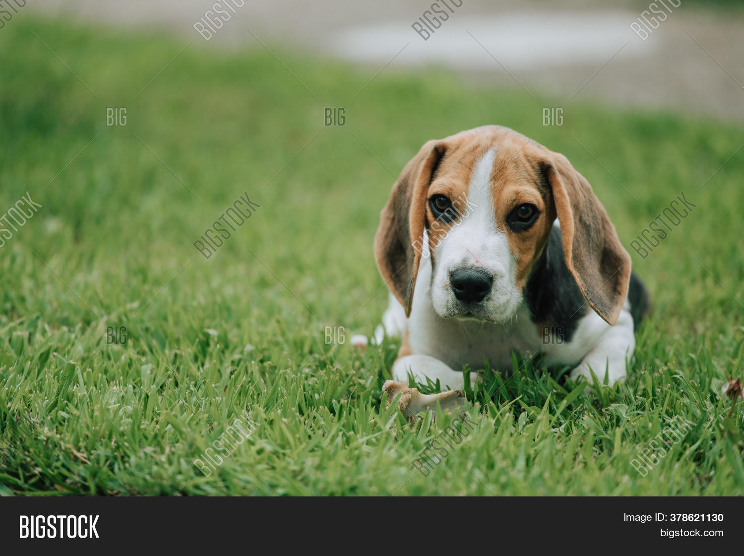 Cute Male Beagle Puppy Image & Photo (Free Trial) | Bigstock
