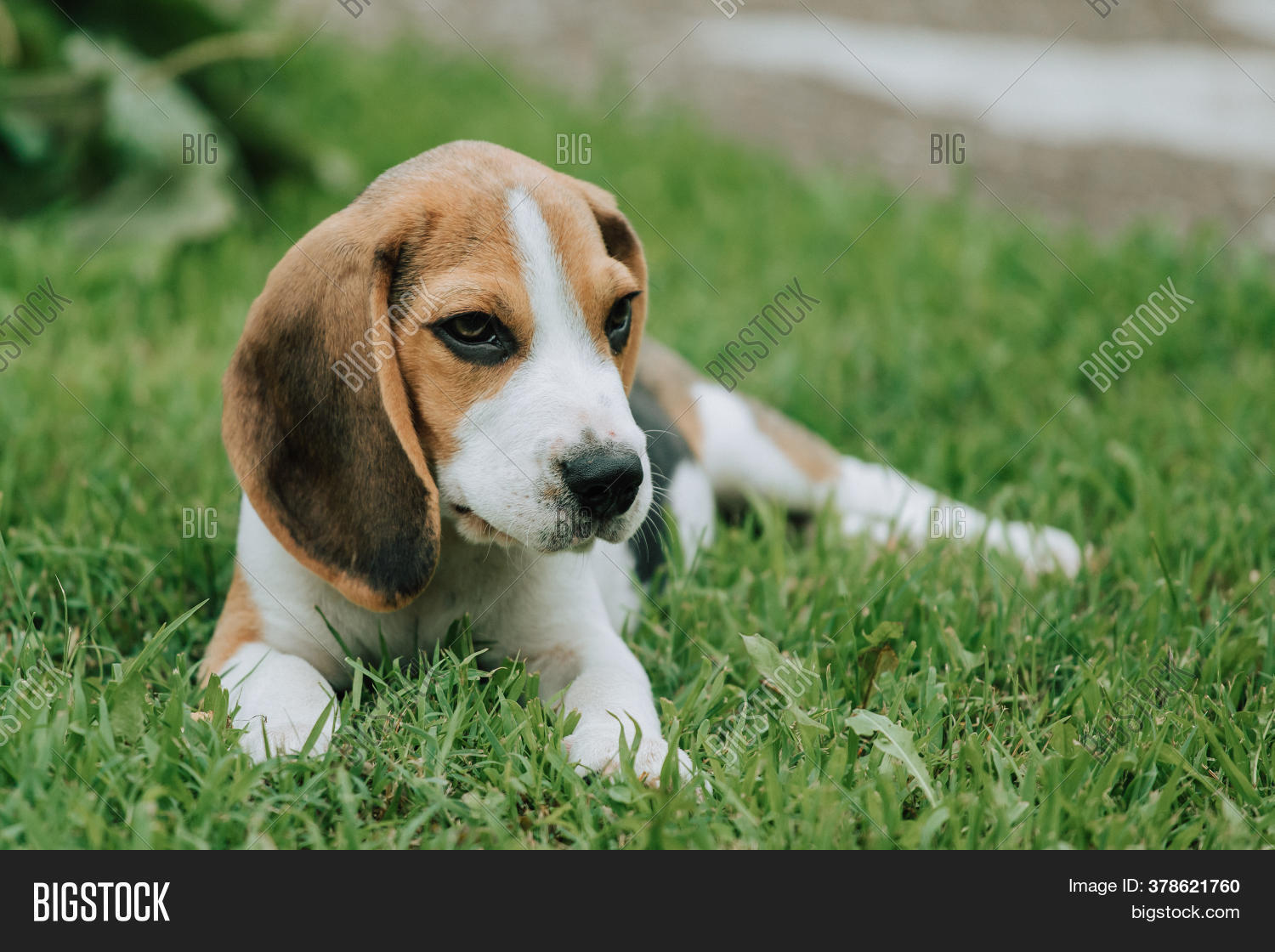 Cute Male Beagle Puppy Image & Photo (Free Trial) | Bigstock