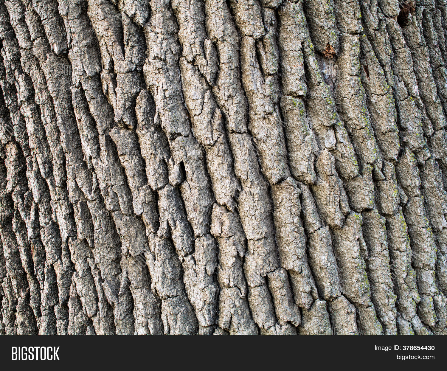Bark Valley Oak, Image & Photo (Free Trial) | Bigstock