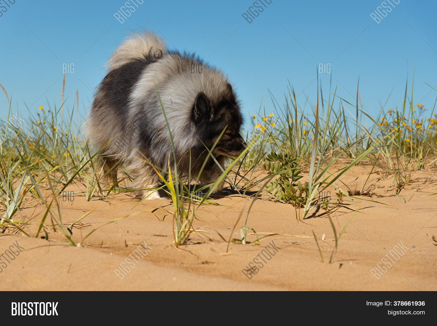 German Wolfspitz Walks Image & Photo (Free Trial) | Bigstock