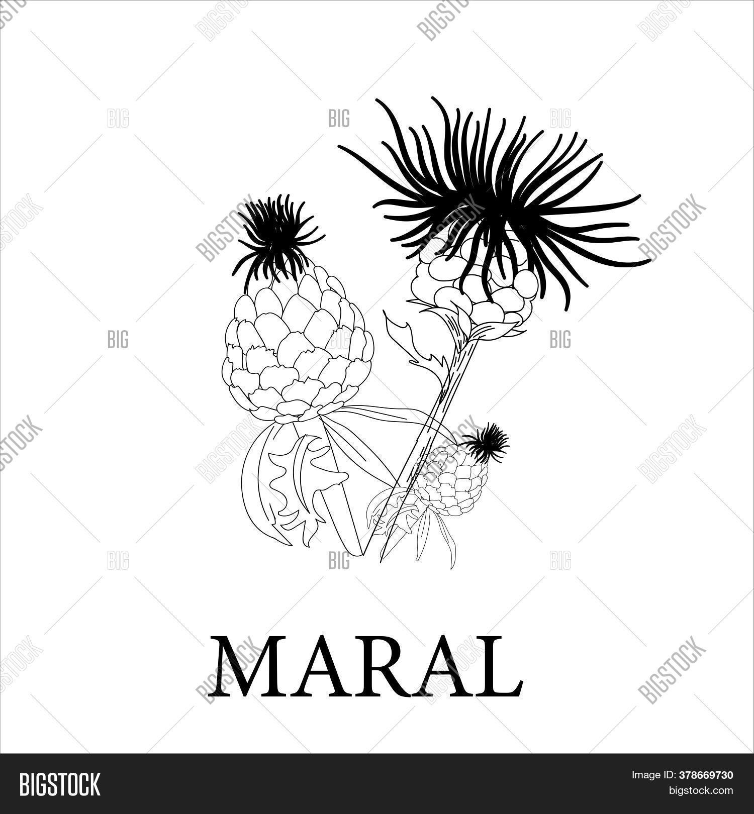 Maral Root, Leuzea Image & Photo (Free Trial) | Bigstock