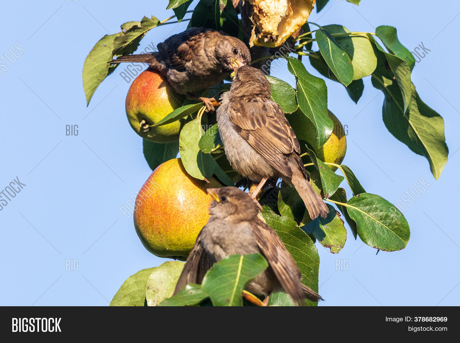 Two Small Birds Sit On Image & Photo (Free Trial) | Bigstock