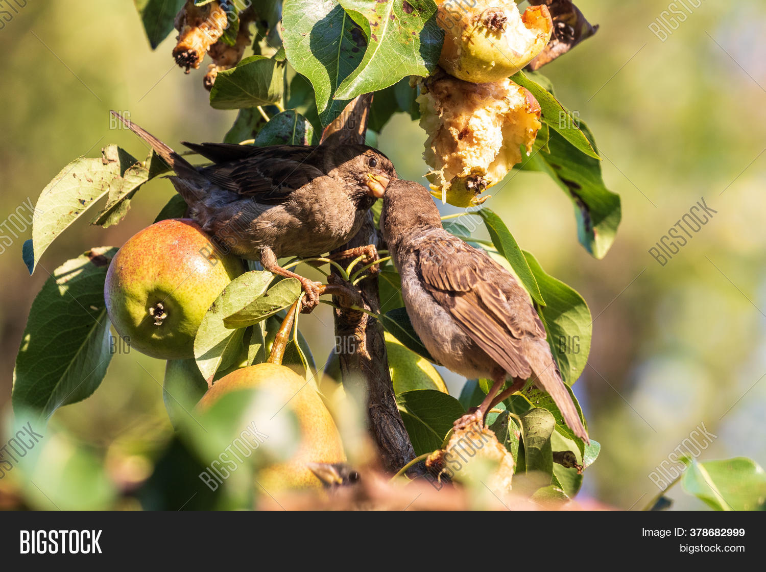Two Small Birds Sit On Image & Photo (Free Trial) | Bigstock