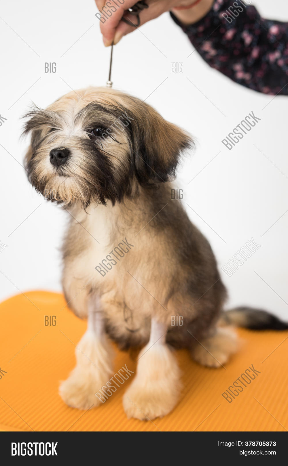 Little Brown Bichon Image & Photo (Free Trial) | Bigstock