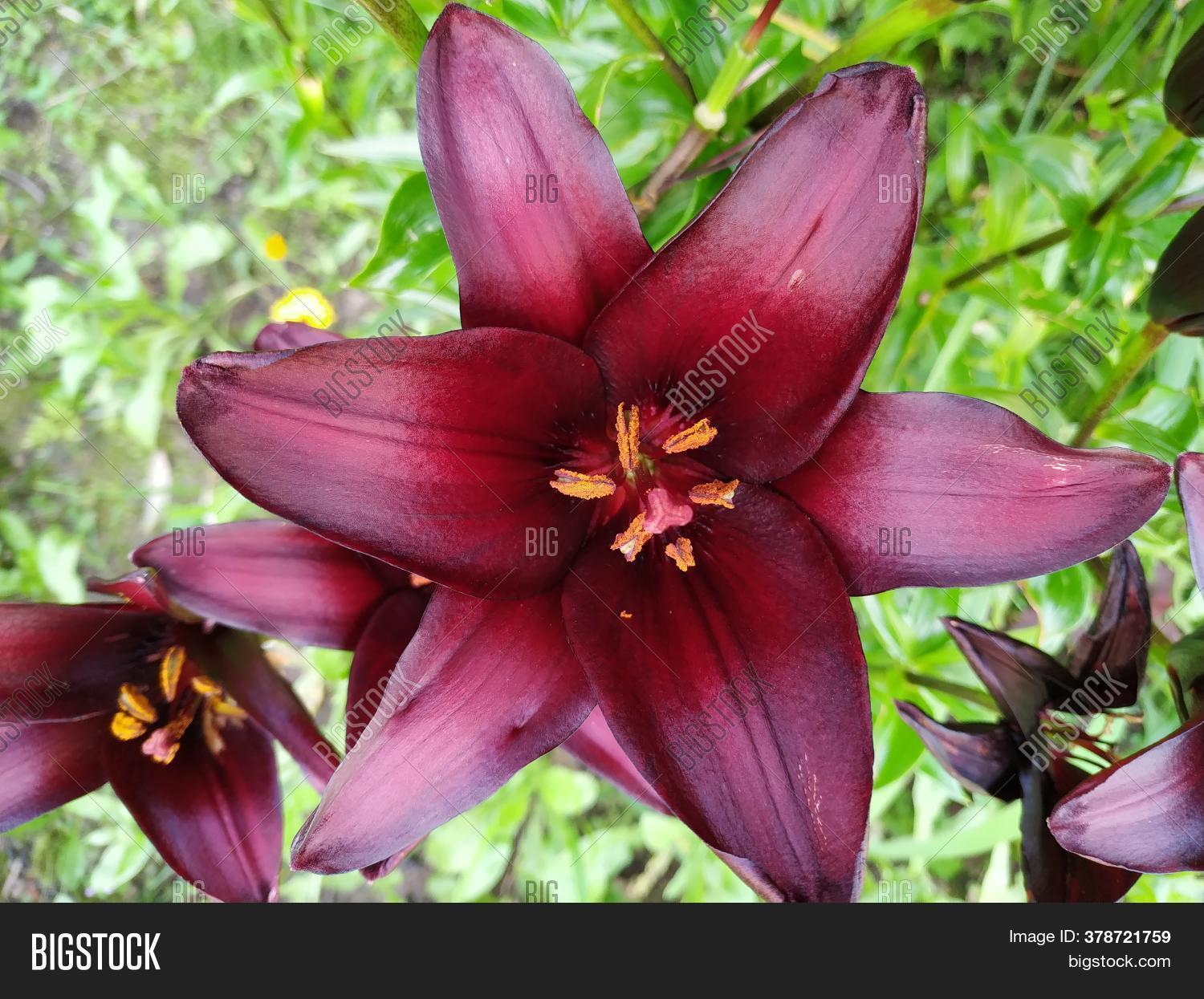 Red Lily Blooms Spring Image & Photo (Free Trial) | Bigstock
