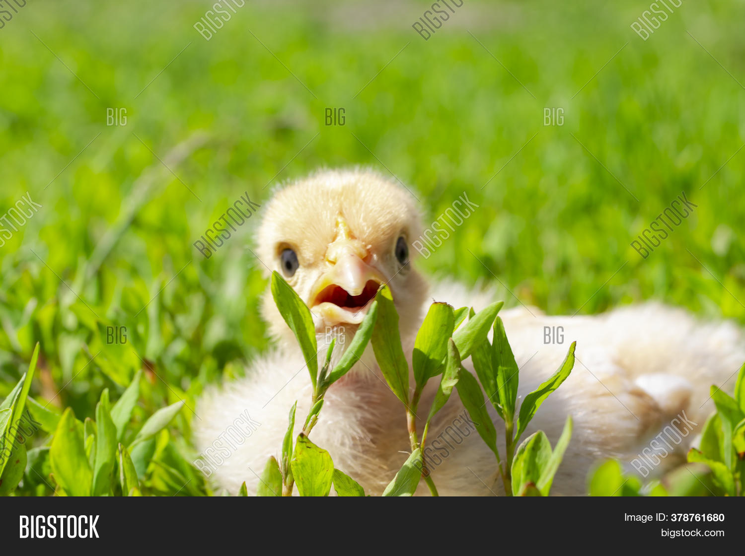 Naked Neck Chicken On Image & Photo (Free Trial) | Bigstock