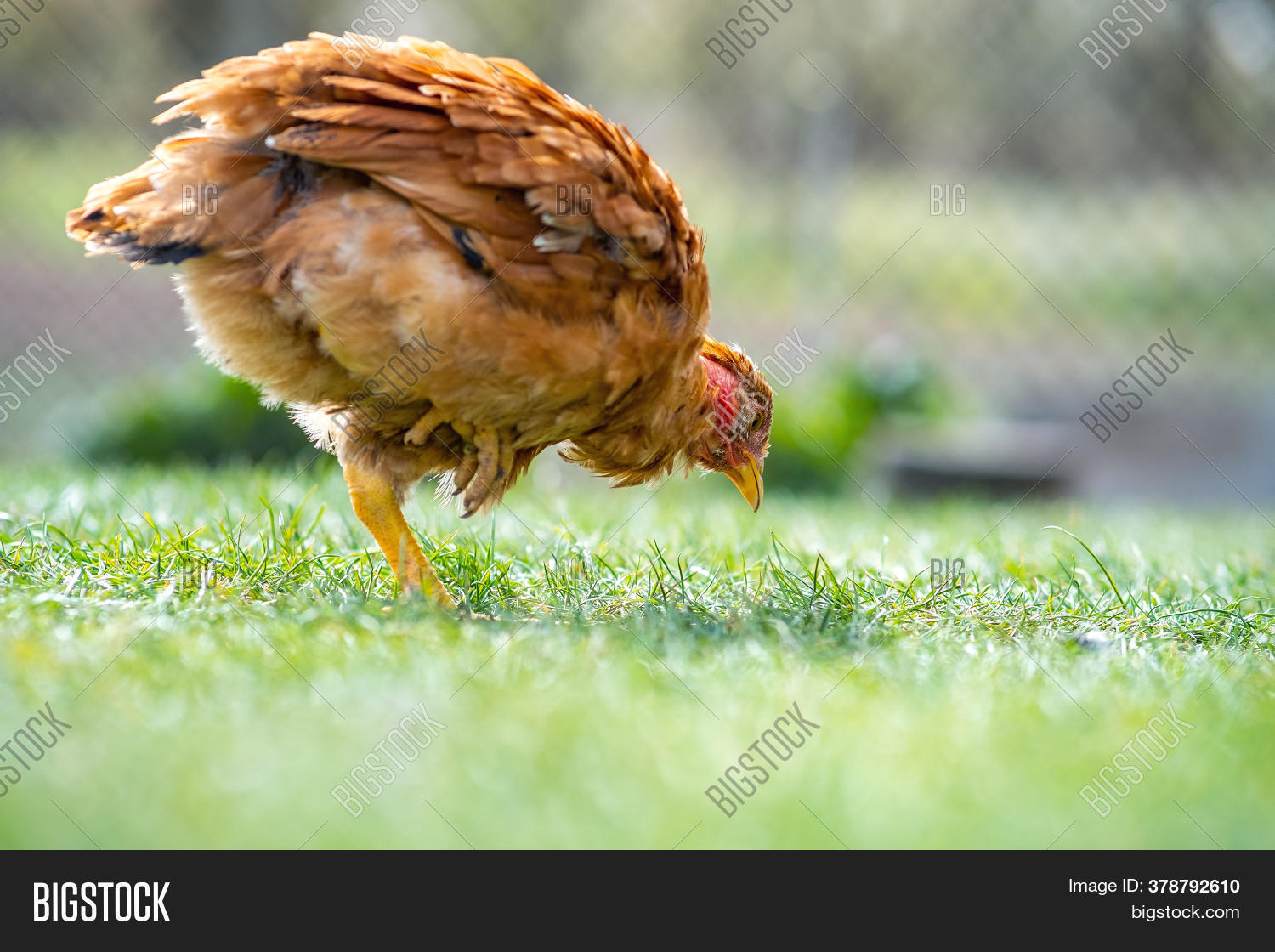 Hen Feed On Image & Photo (Free Trial) | Bigstock