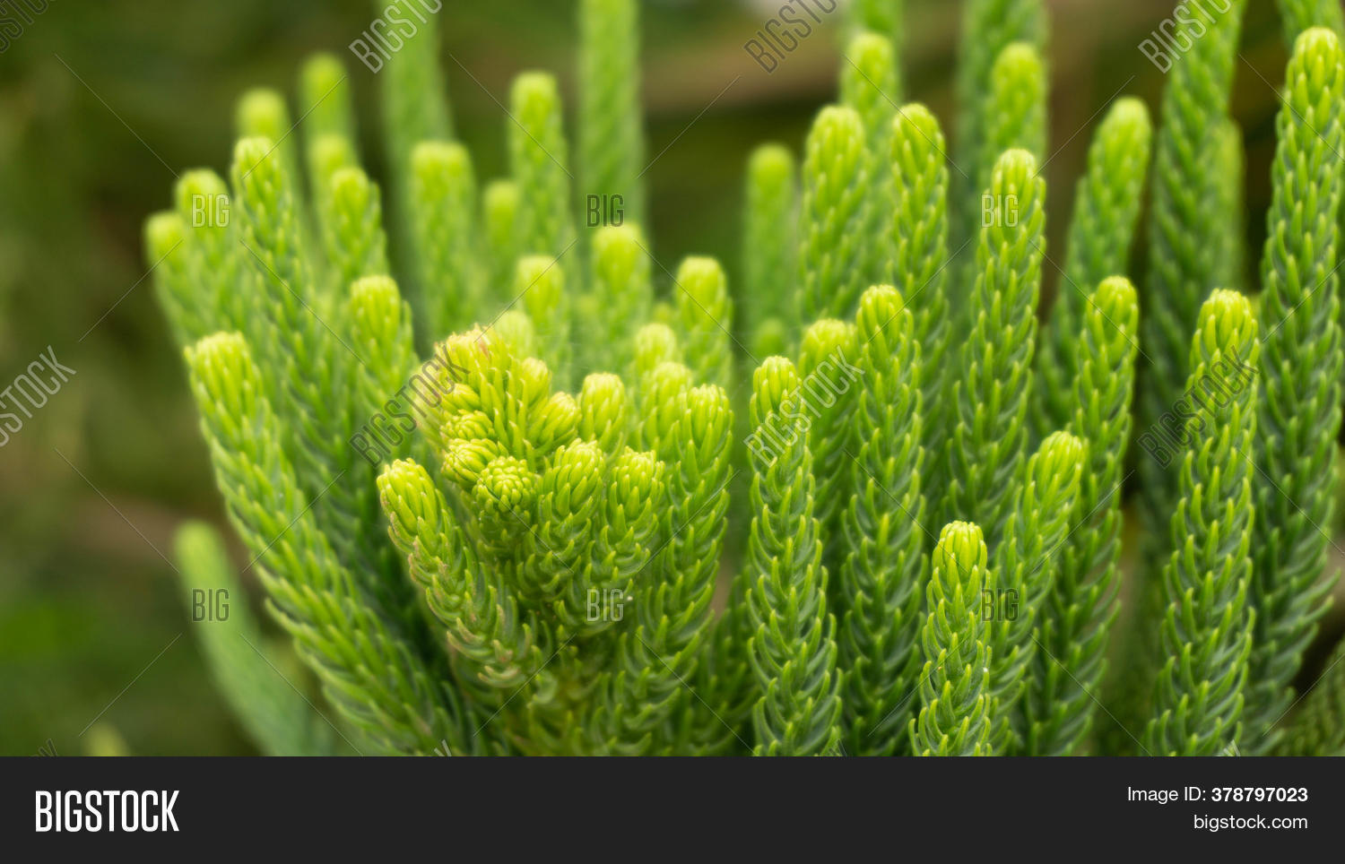 Bright Evergreen Lush Image & Photo (Free Trial) | Bigstock