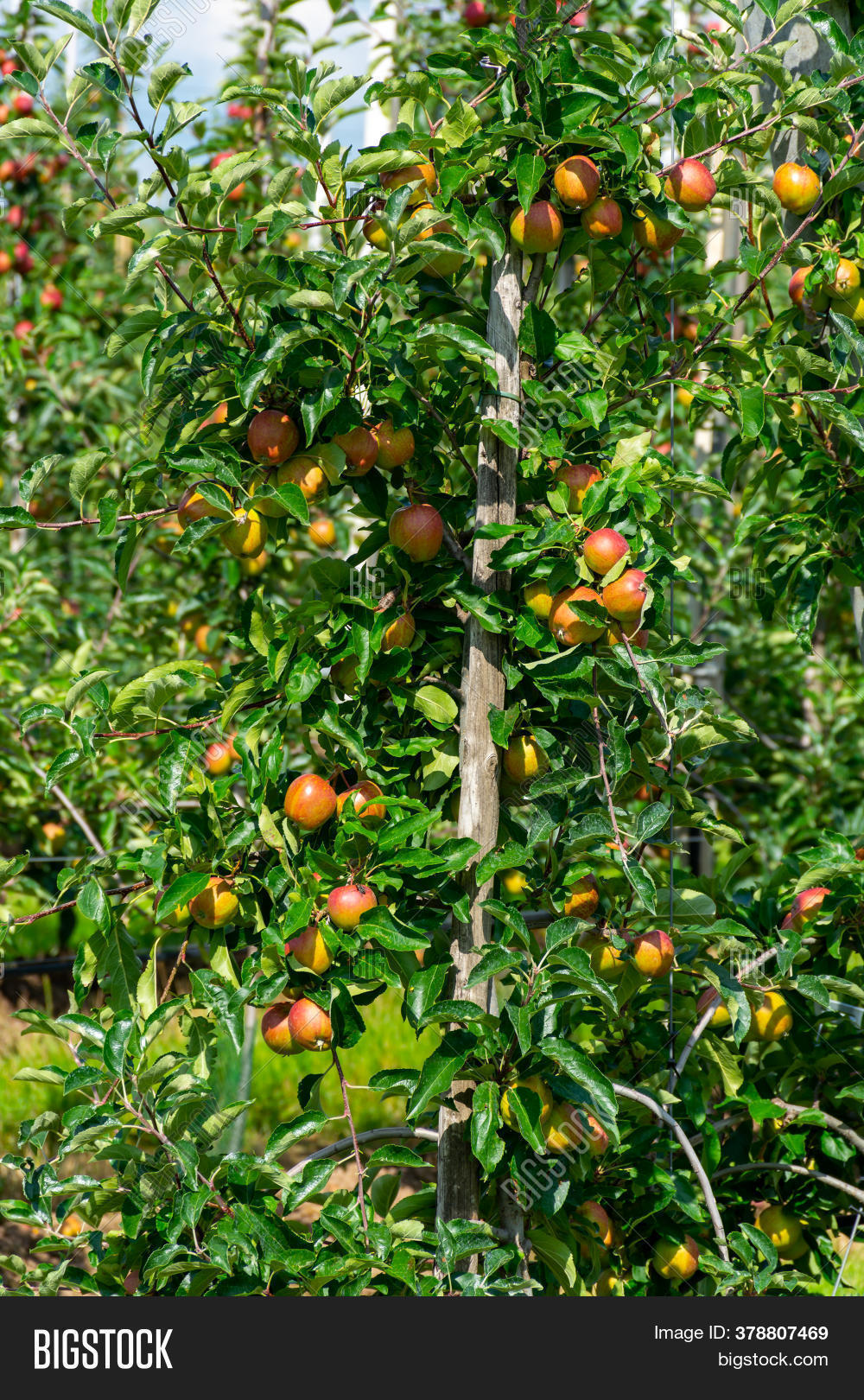 Green Organic Orchards Image & Photo (Free Trial) | Bigstock