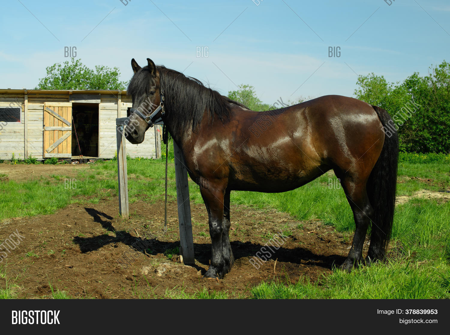 Adult Horse Standing Image & Photo (Free Trial) | Bigstock