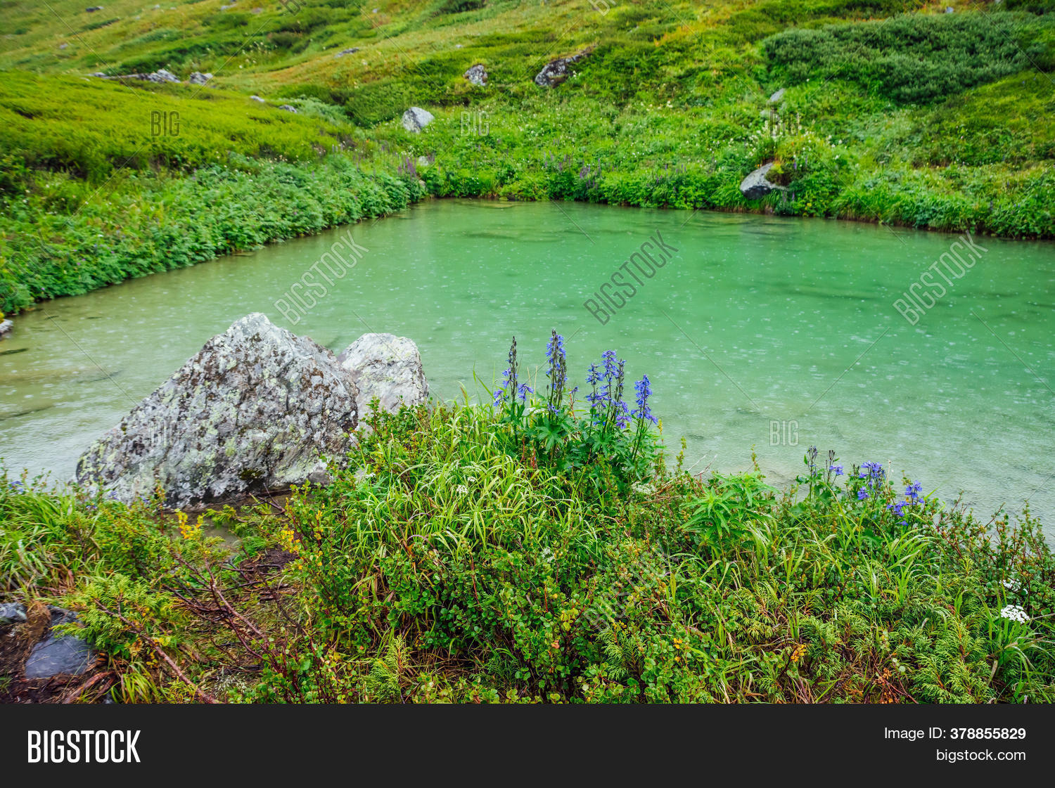 Beautiful Small Blue Image & Photo (Free Trial) | Bigstock