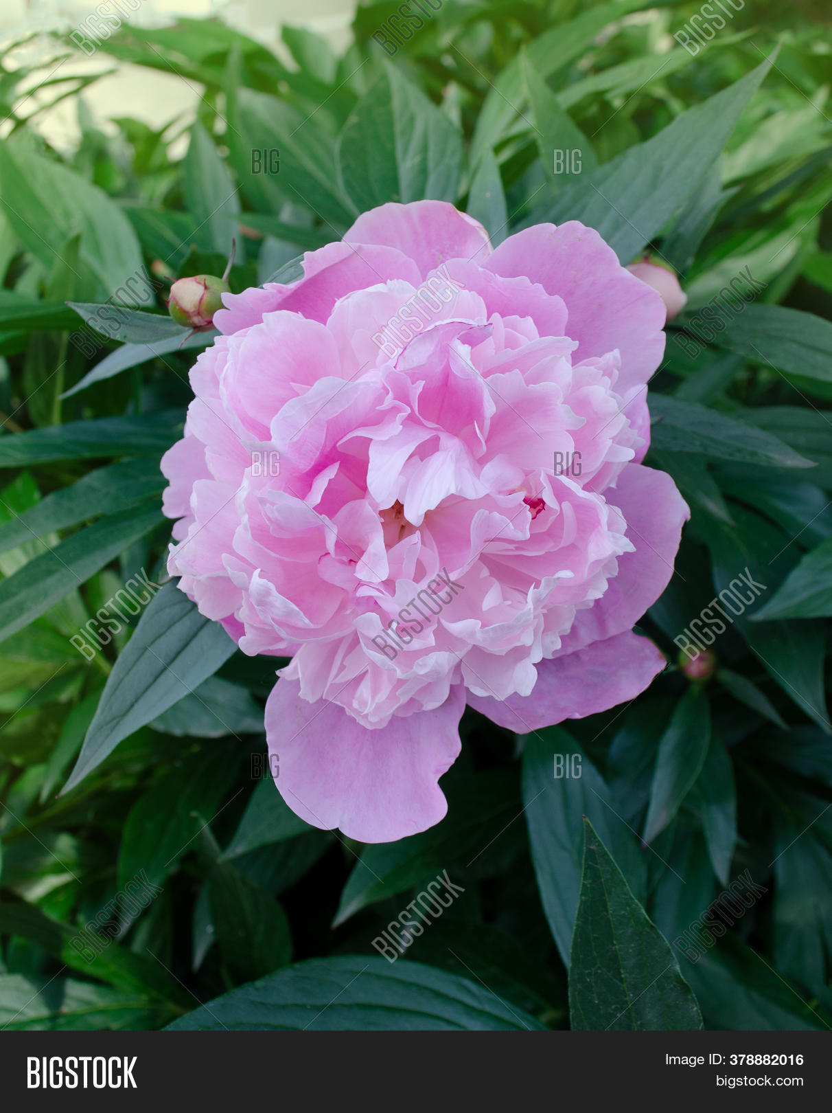 Pink Peony Green Image & Photo (Free Trial) | Bigstock