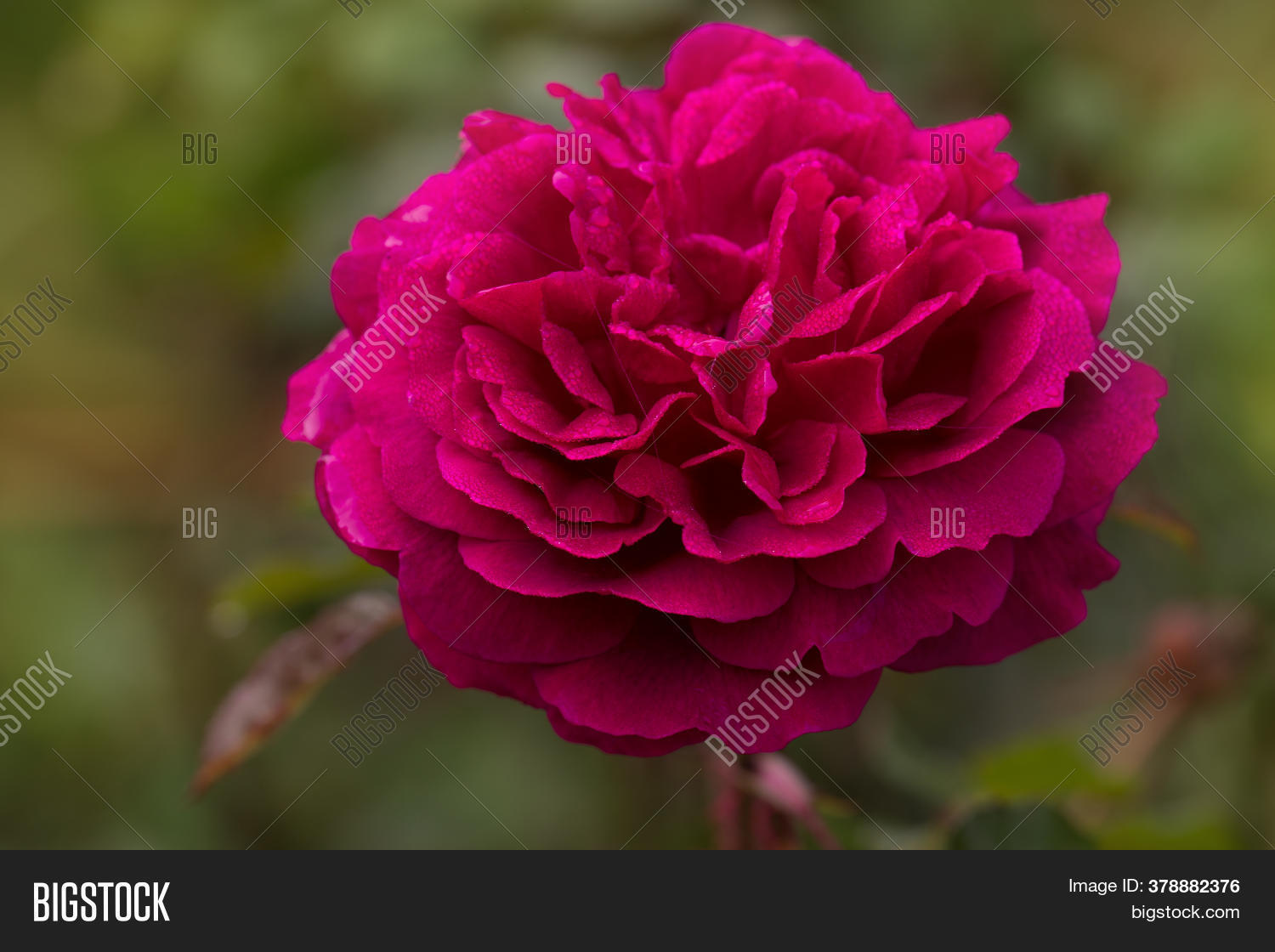 Munstead Wood Roses Image & Photo (Free Trial) | Bigstock