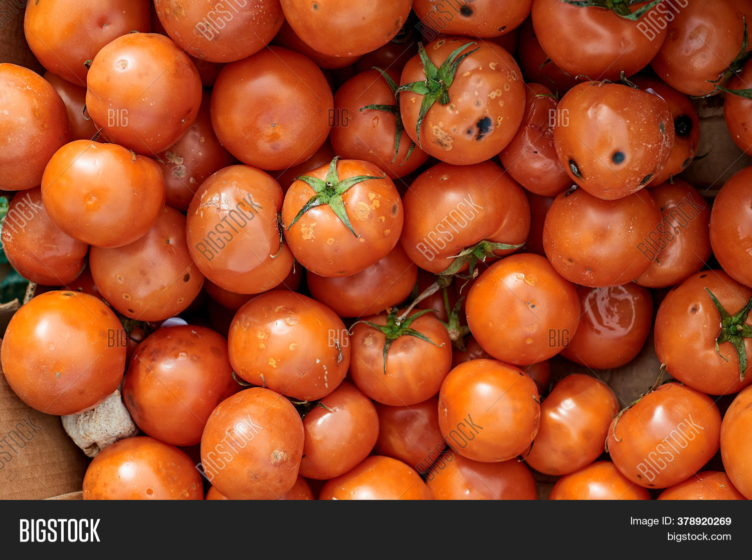 Rotten Tomatoes Thrown Image & Photo (Free Trial) | Bigstock
