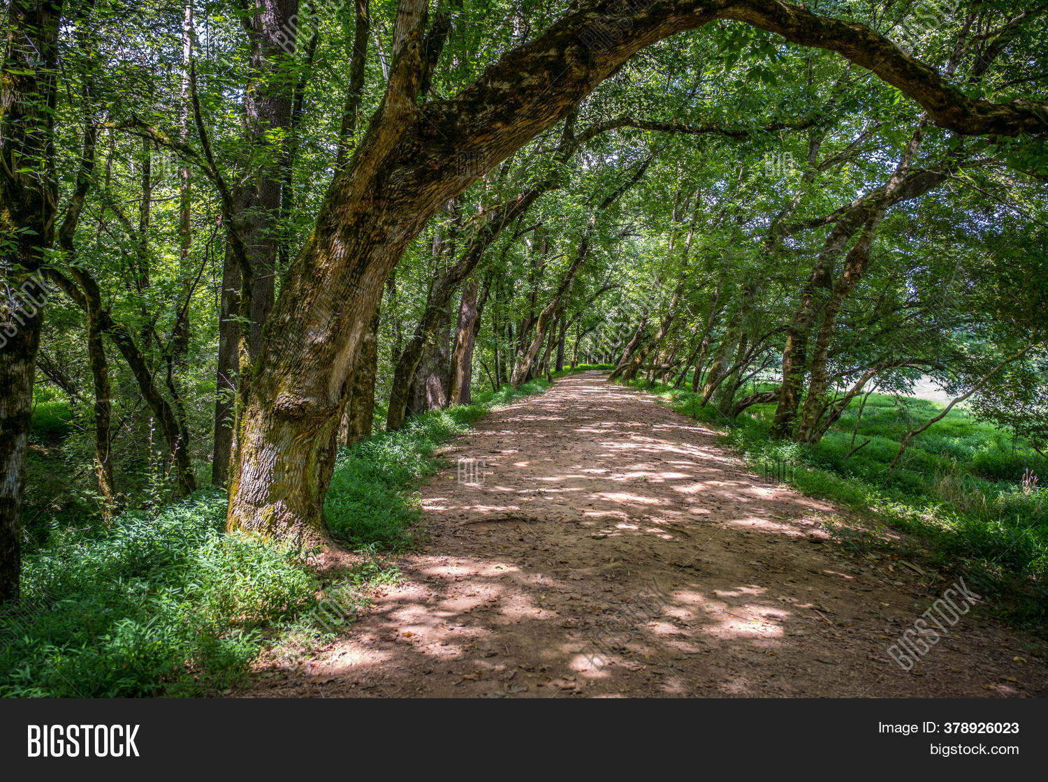 Empty Mysterious Path Image & Photo (Free Trial) | Bigstock