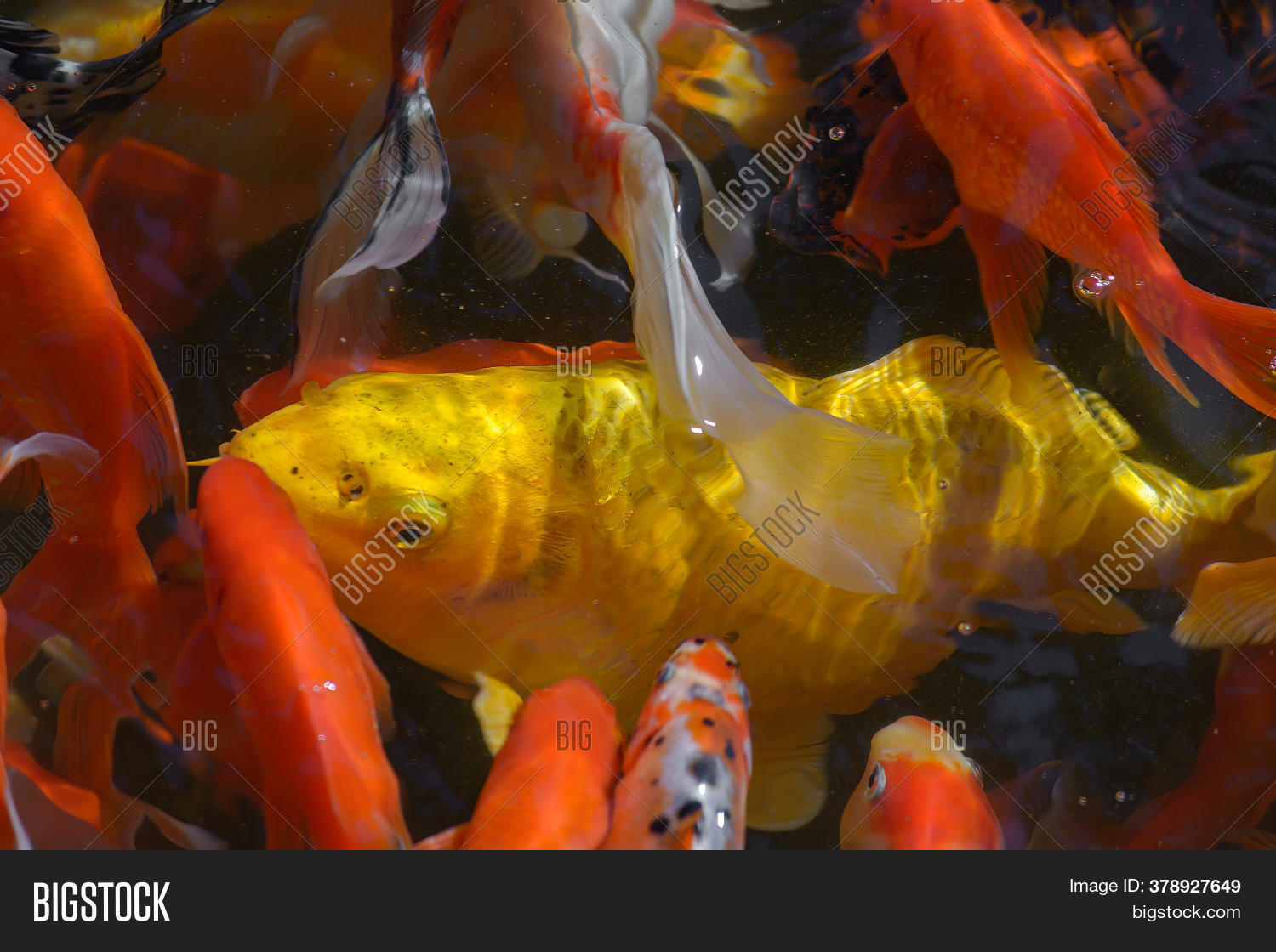 Pond Goldfish Golden Image & Photo (Free Trial) | Bigstock