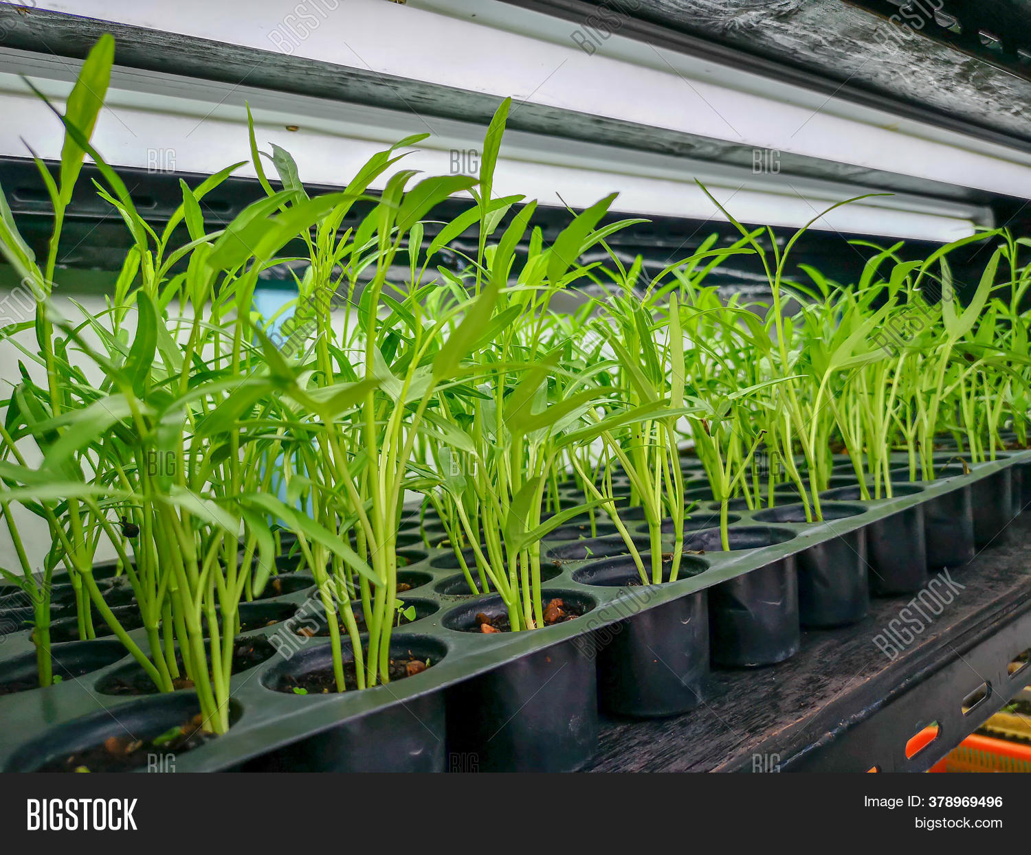 Vegetable Plantation Image & Photo (Free Trial) | Bigstock