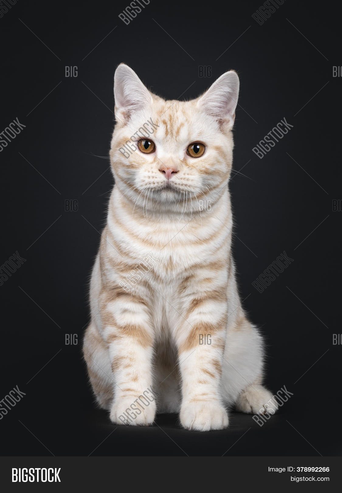 Cute Creme Tabby Image & Photo (Free Trial) | Bigstock