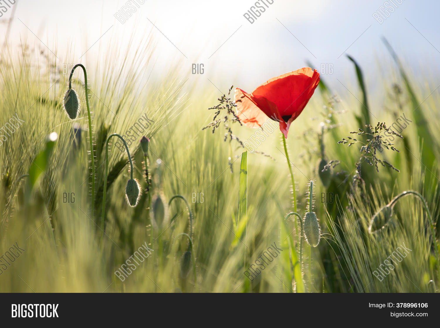 Wild Poppy Flower Image & Photo (Free Trial) | Bigstock