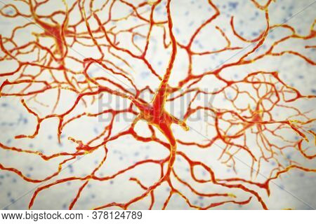 Retinal Neuron, Neuron Image & Photo (Free Trial) | Bigstock