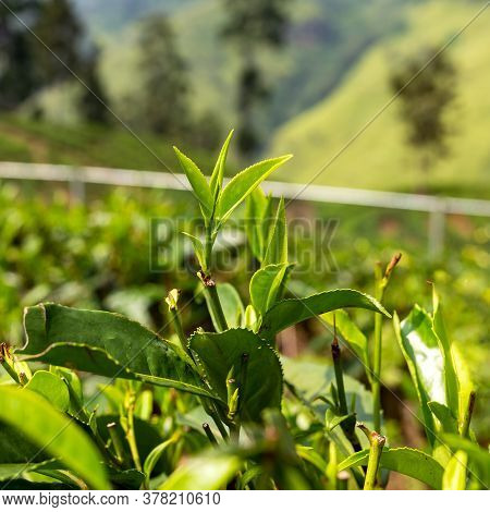 Leaves Tea Tree Bush Image & Photo (Free Trial) | Bigstock