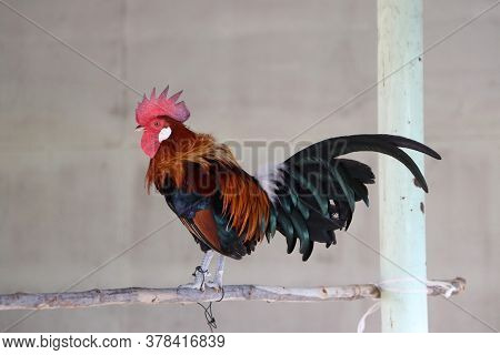 Chicken On Tree Branch Image & Photo (Free Trial) | Bigstock