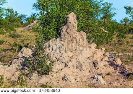 Termiter - Cone-shaped Image & Photo (Free Trial) | Bigstock