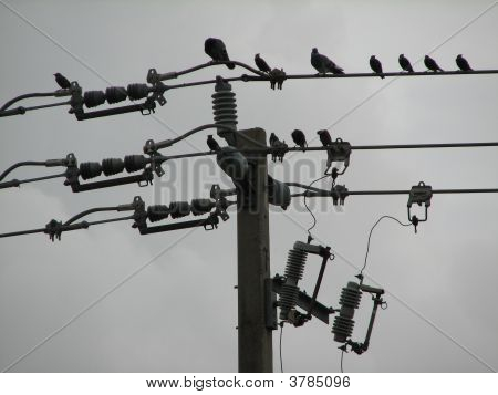 Birds Wire Electricity Image & Photo (Free Trial) | Bigstock
