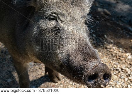 Face Wild Boar, Pig Image & Photo (Free Trial) | Bigstock
