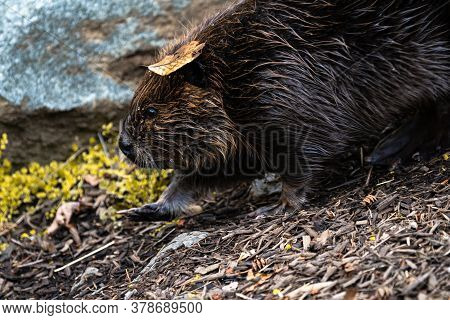 Beaver Images, Illustrations & Vectors (Free) - Bigstock