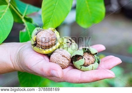 Walnuts Hand On Image & Photo (Free Trial) | Bigstock