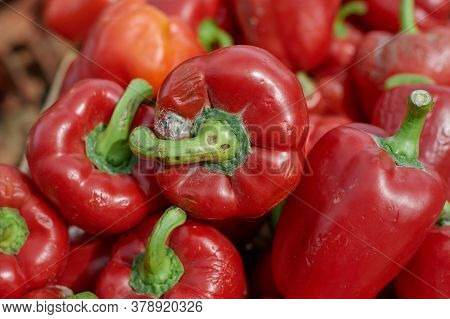 Red Bell Pepper Close Image & Photo (Free Trial) | Bigstock