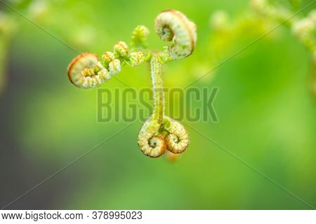 Fern Fiddlehead Images, Illustrations & Vectors (Free) - Bigstock
