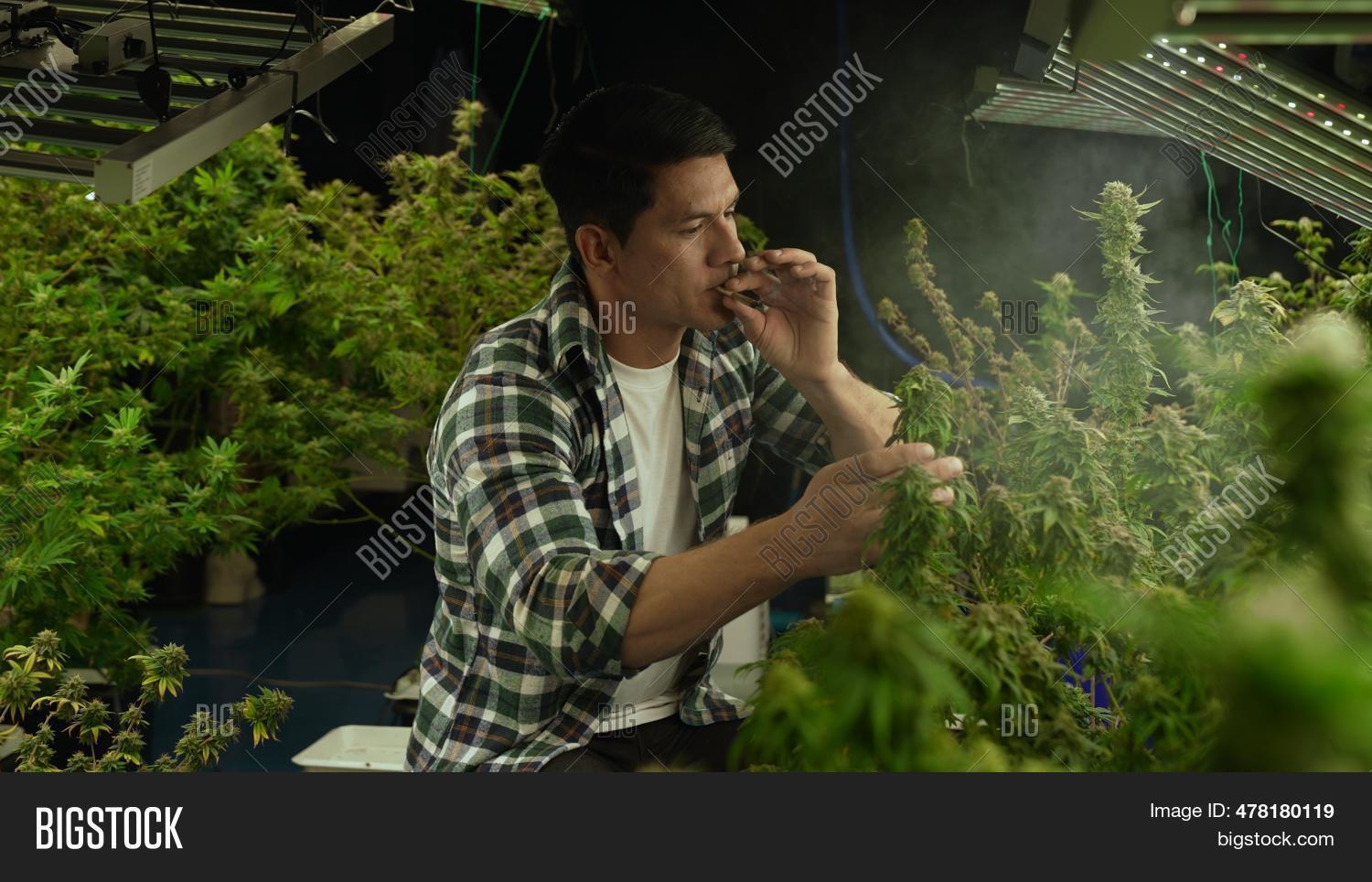 Marijuana Farmer Image & Photo (Free Trial) | Bigstock