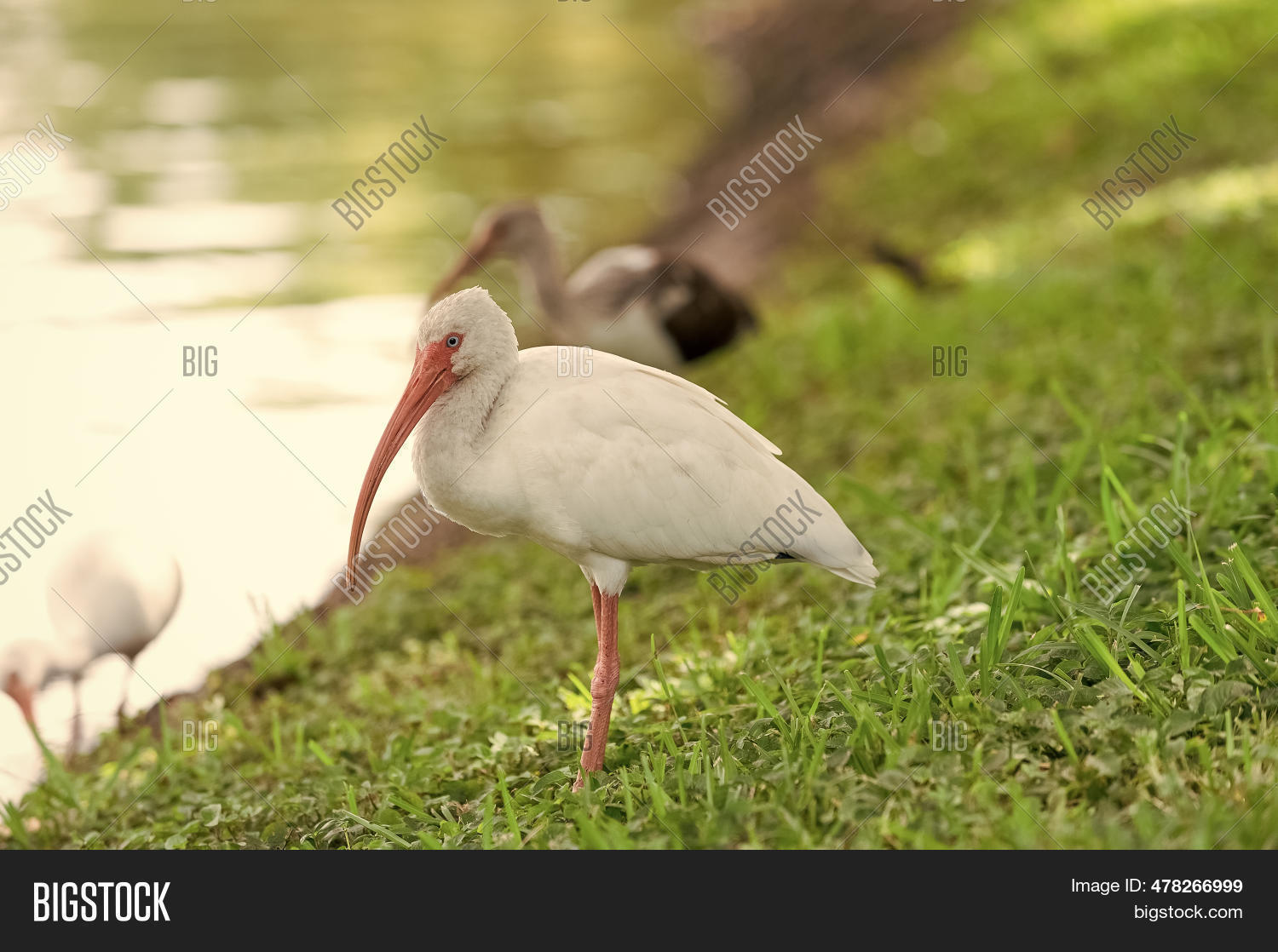 Ibis Bird. Ibis Bird Image & Photo (Free Trial) | Bigstock