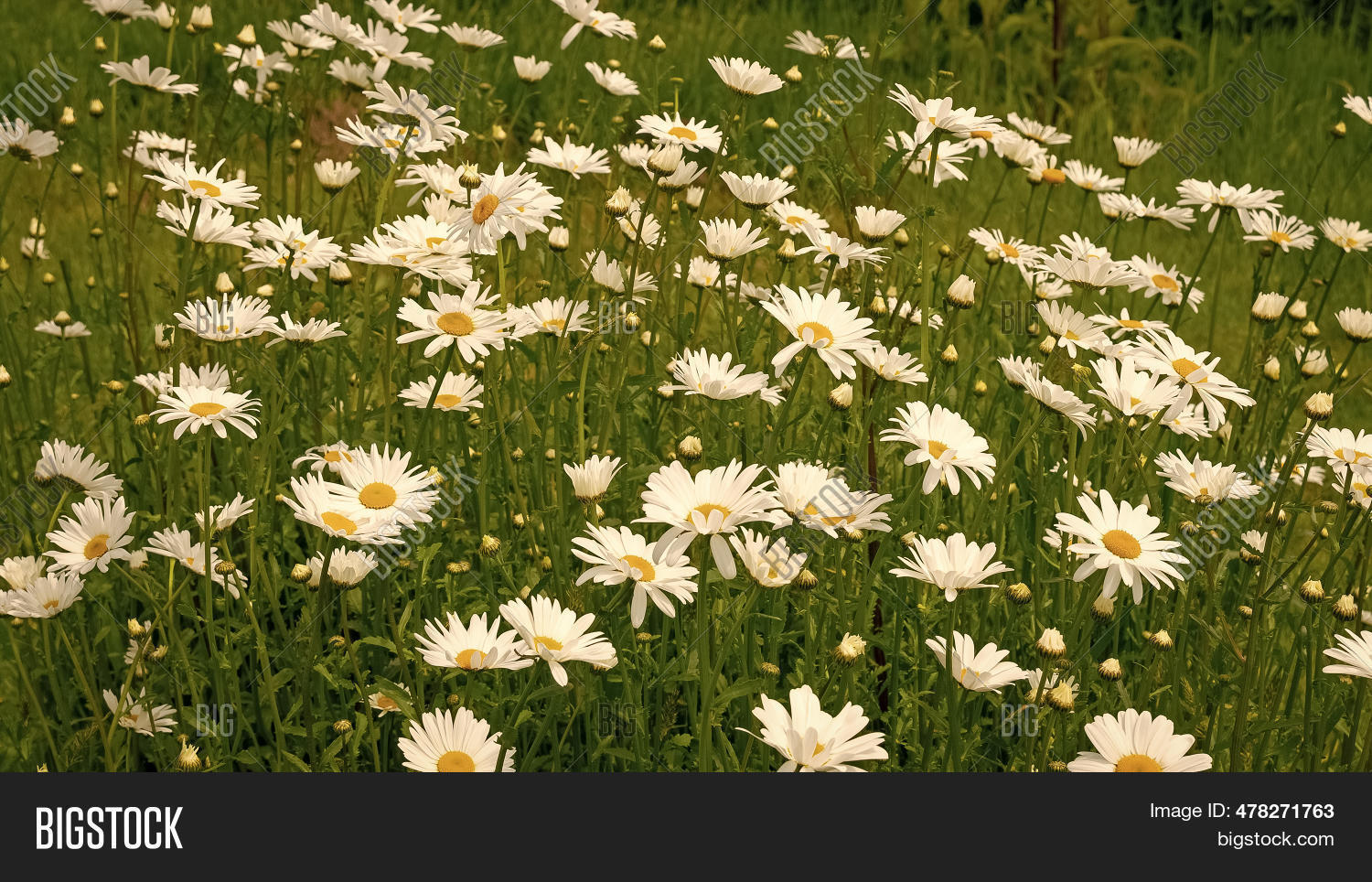 Daisy Flower Field. Image & Photo (Free Trial) | Bigstock
