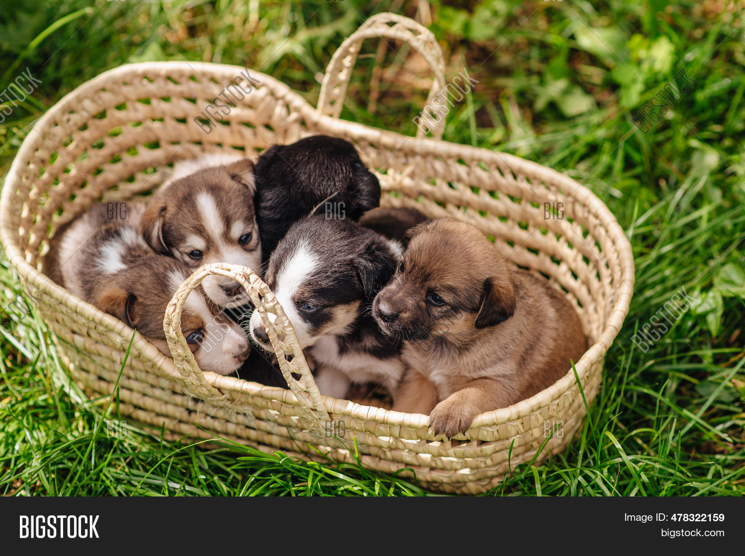 Purebred Puppy. Cute Image & Photo (Free Trial) | Bigstock