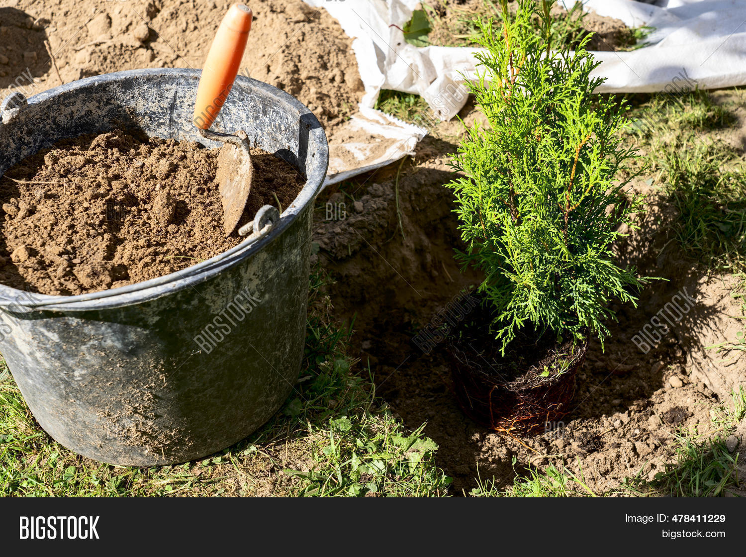 Woman Plants Thuja, Image & Photo (Free Trial) | Bigstock