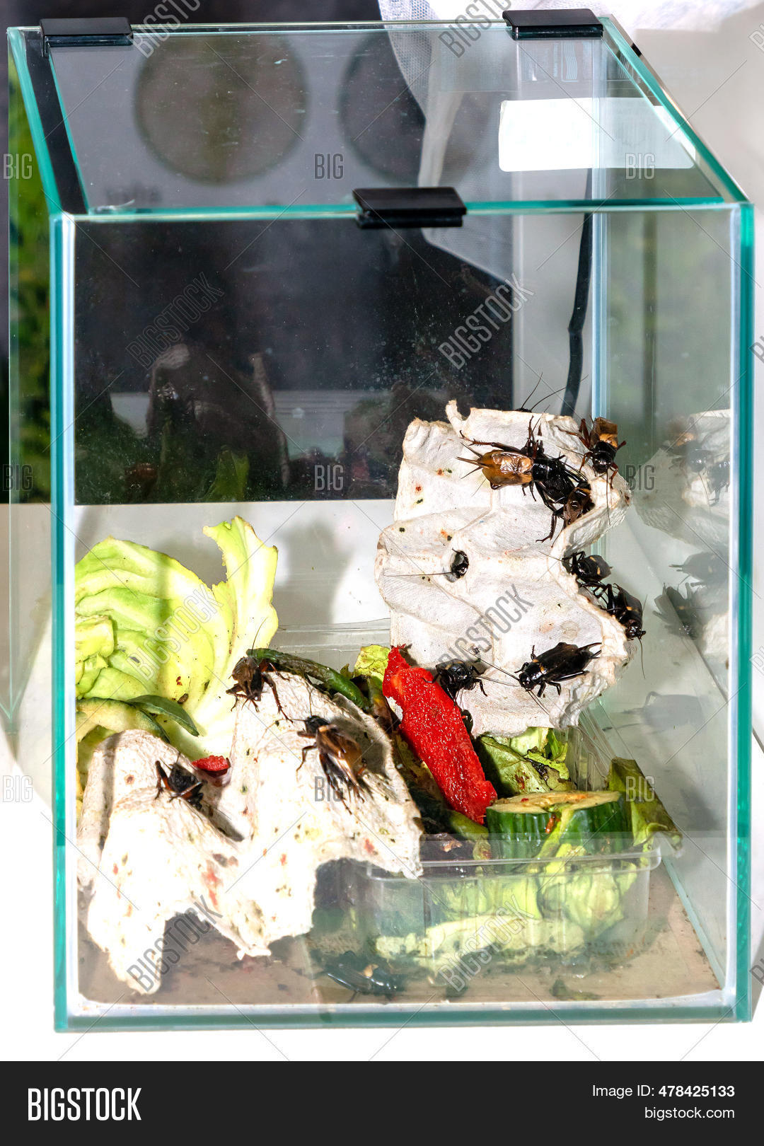 Edible Cricket Bugs Image & Photo (Free Trial) | Bigstock