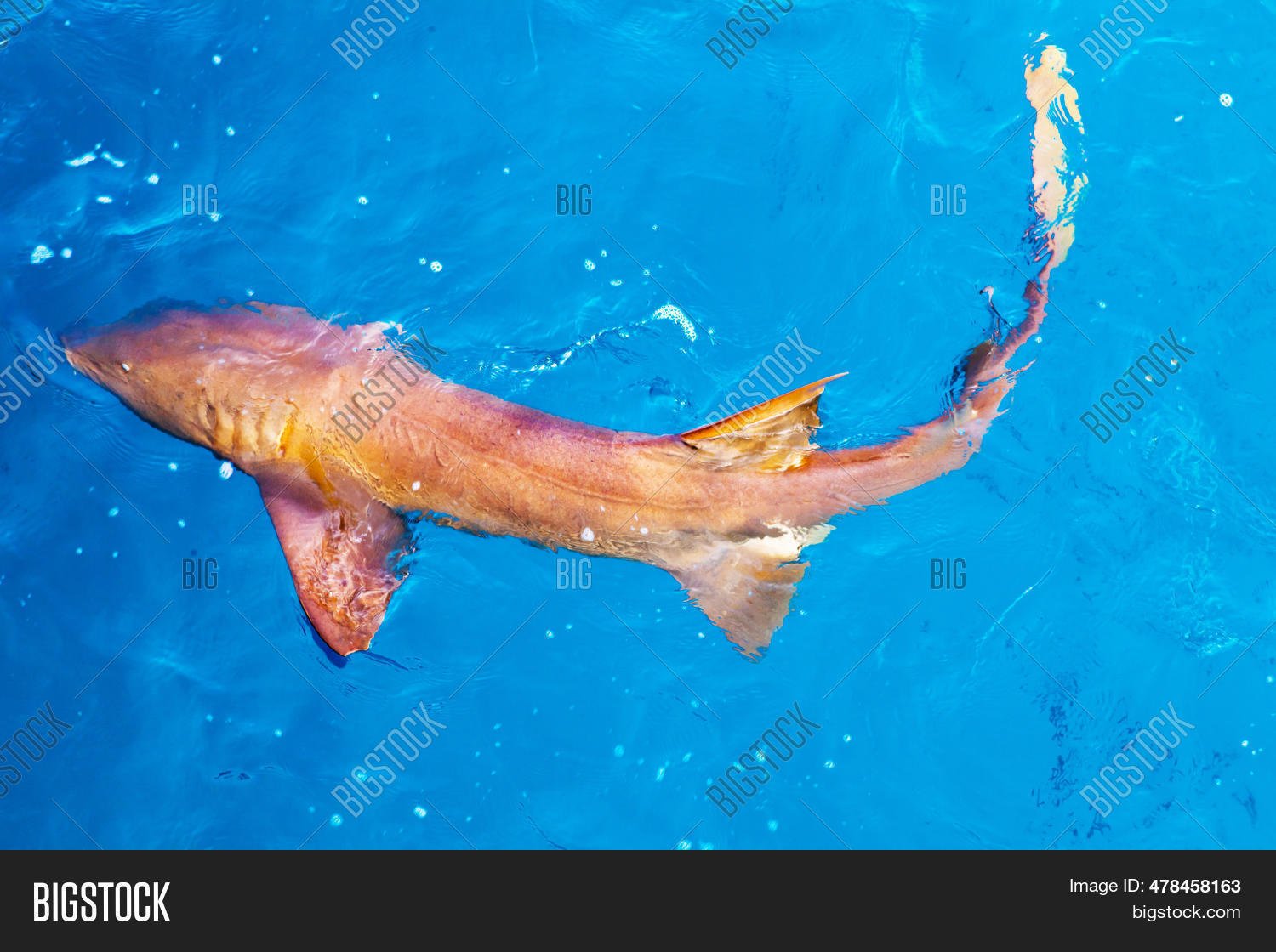 Mustachioed Shark Image & Photo (Free Trial) | Bigstock